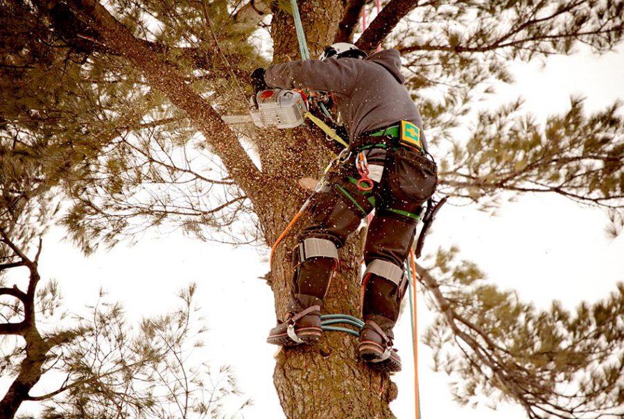 Forestry First Aid Training in Sussex - Elements First Aid